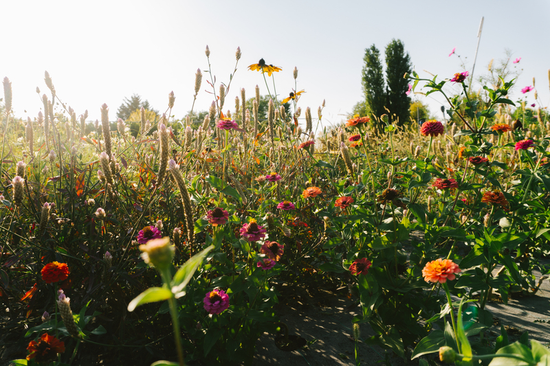 Sara Lorusso | The Maptique